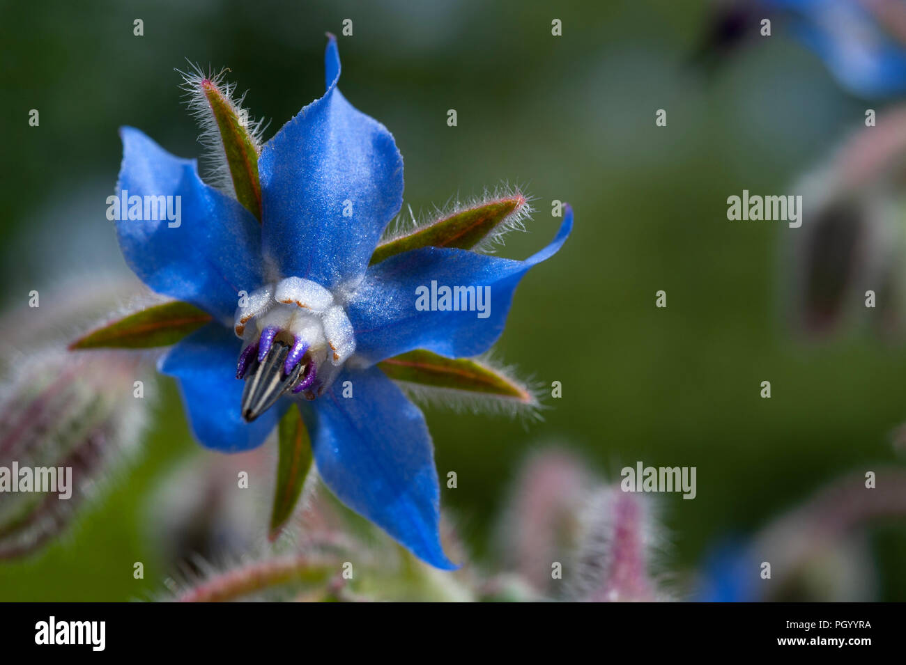 A close up of a Borage officinalis flower head Stock Photo - Alamy