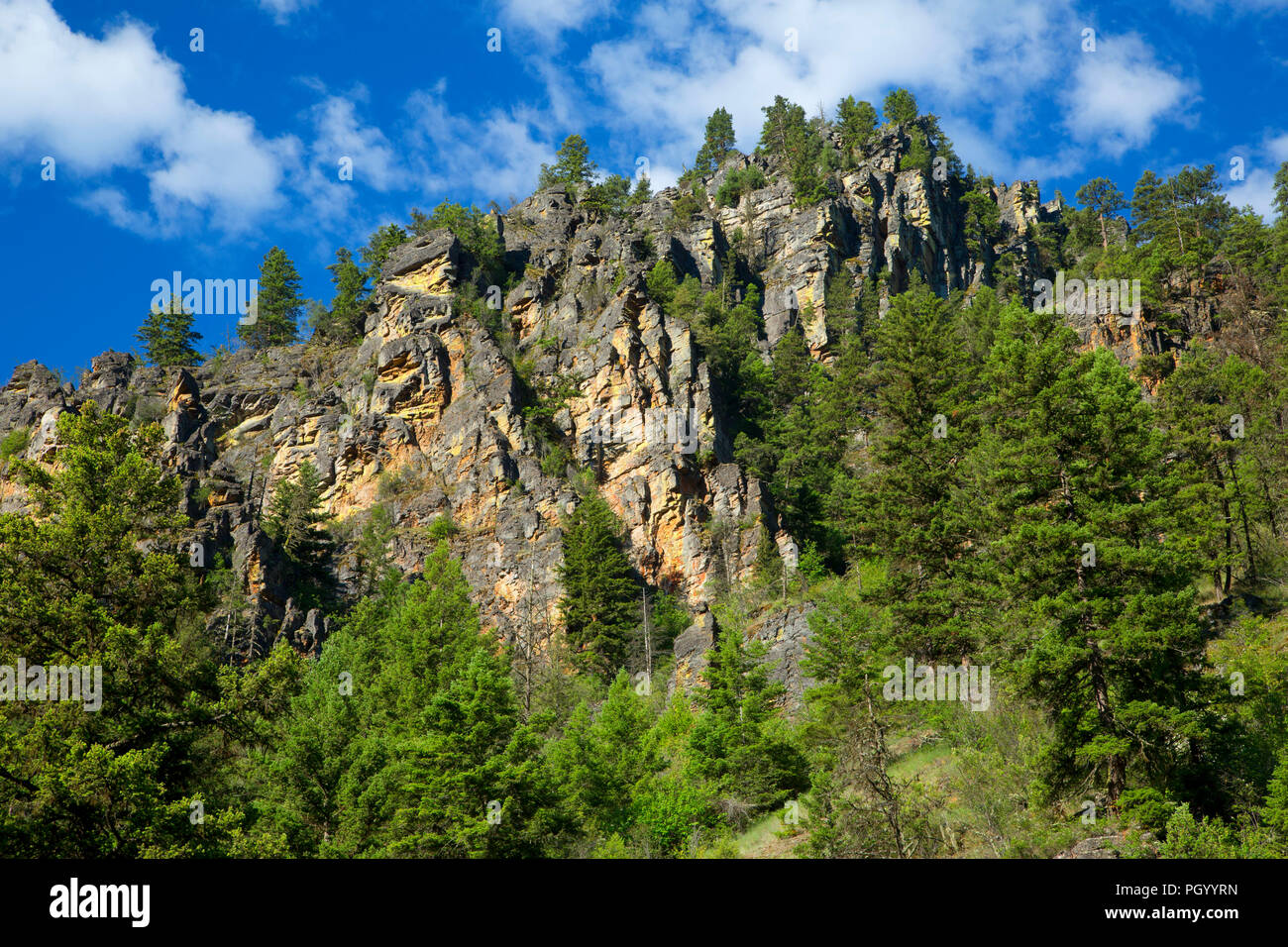 Canyon slope above Rock Creek, Lolo National Forest, Montana Stock ...