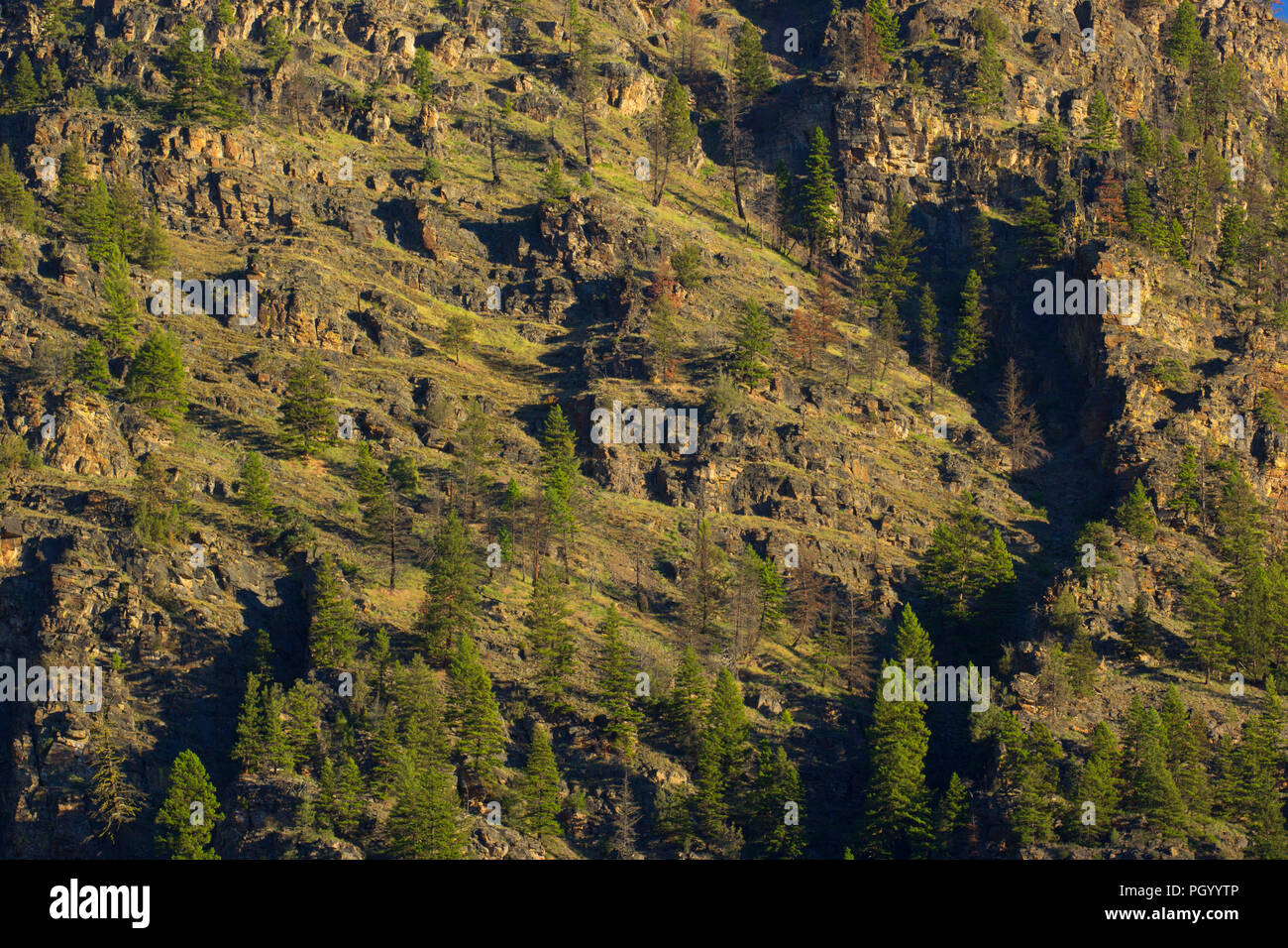 Rock Creek canyon slope, Lolo National Forest, Montana Stock Photo - Alamy