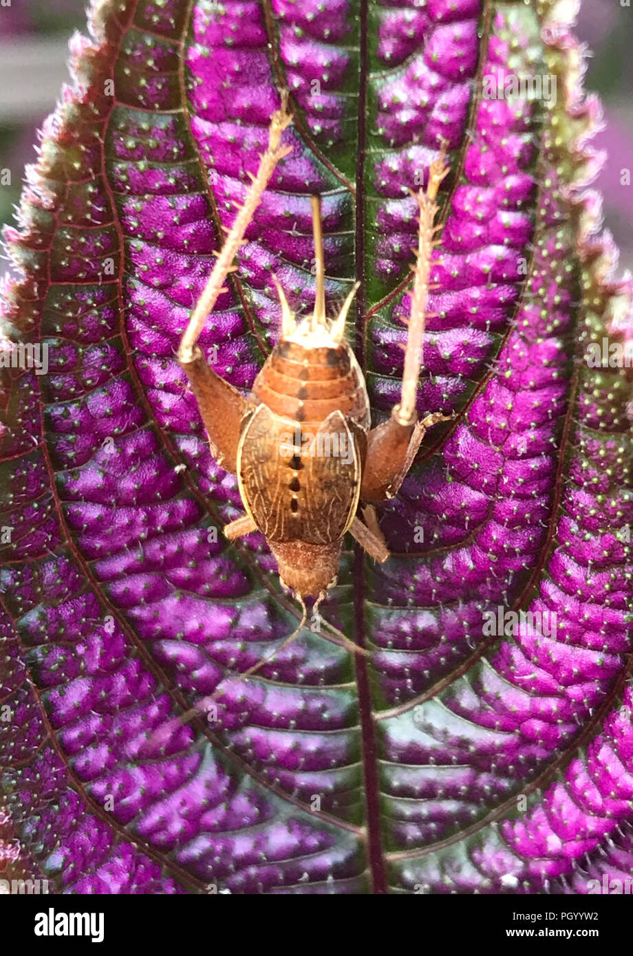 Shield-backed katydid, subfamily Tettigoniinae, order Orthoptera Stock ...