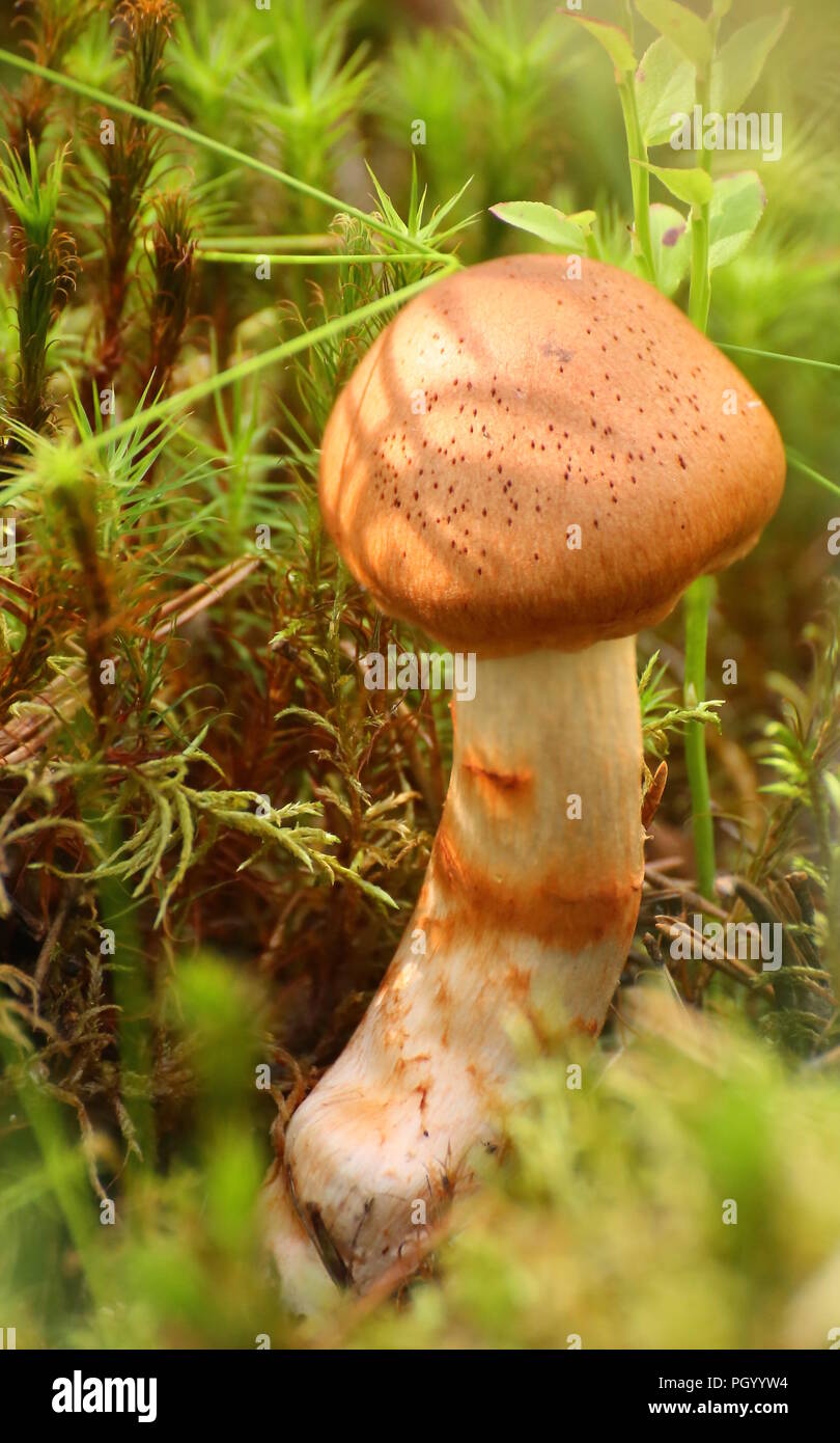 Cortinarius armillatus, commonly known as the red-banded cortinarius ...