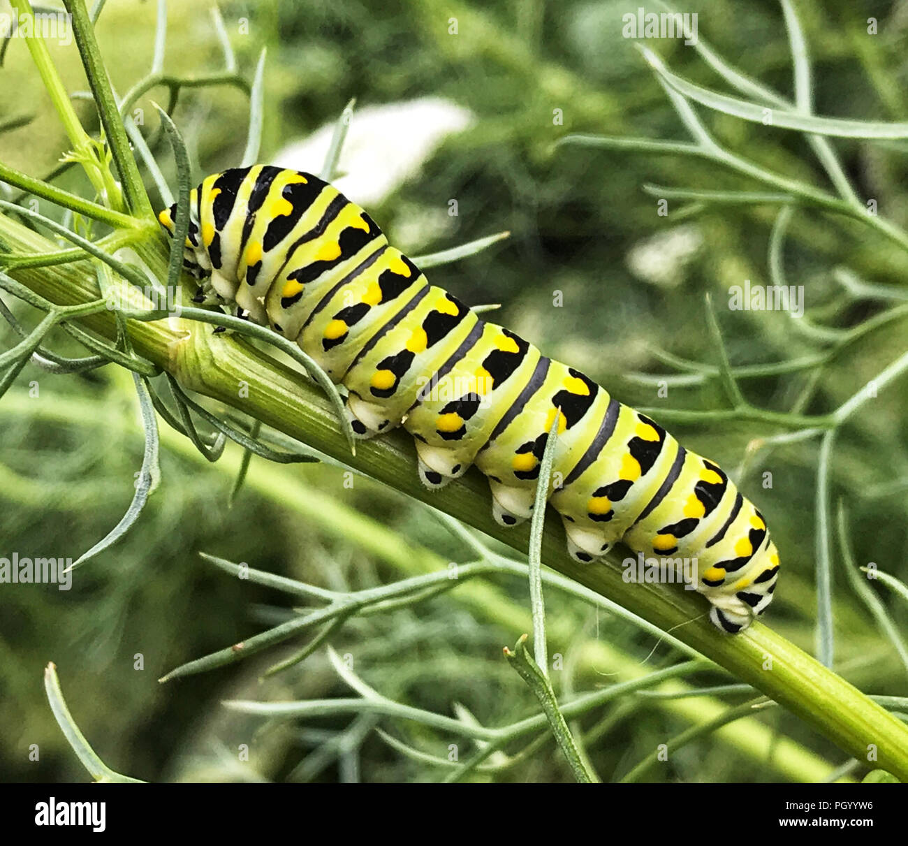 Caterpillars are the larval form of members of the order Lepidoptera ...