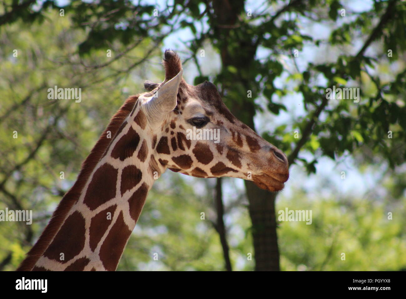 Side profile of a giraffe's head and upper neck Stock Photo - Alamy