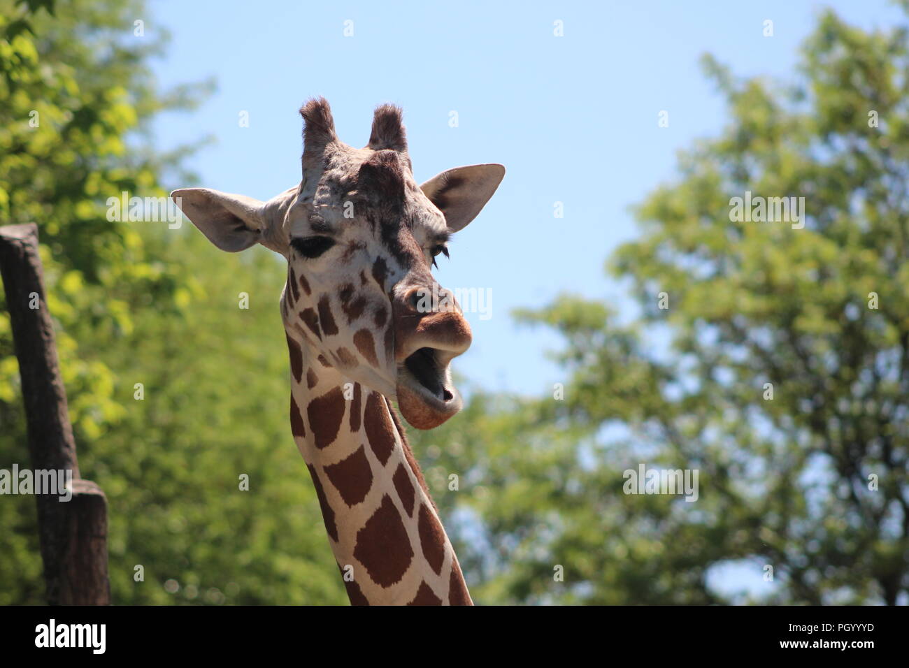 Giraffe making a weird face Stock Photo - Alamy