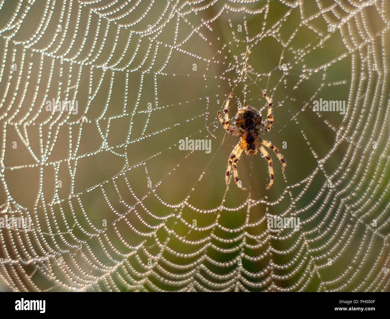 Spider web in field hi-res stock photography and images - Alamy
