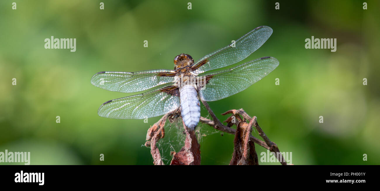 Beautiful dragonfly in sun hi-res stock photography and images - Alamy