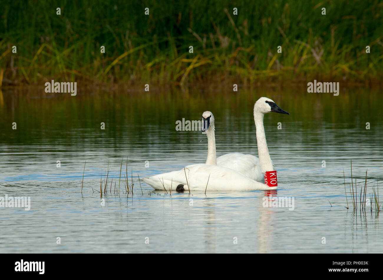 Trumpeter swan, Pablo National Wildlife Refuge, Montana Stock Photo - Alamy