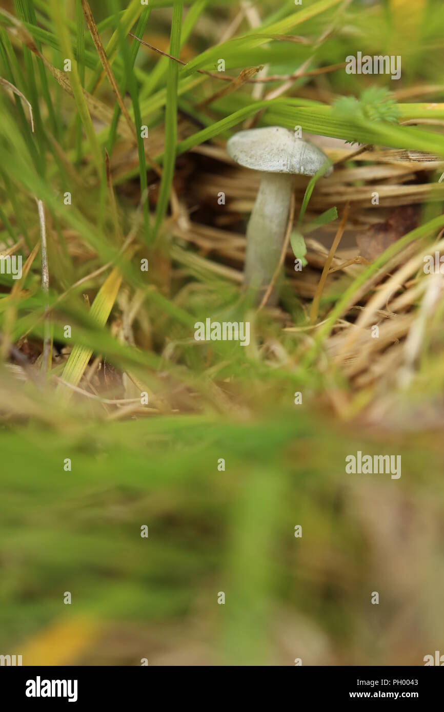 Small fruit body of Clitocybe odora, also known as the aniseed ...