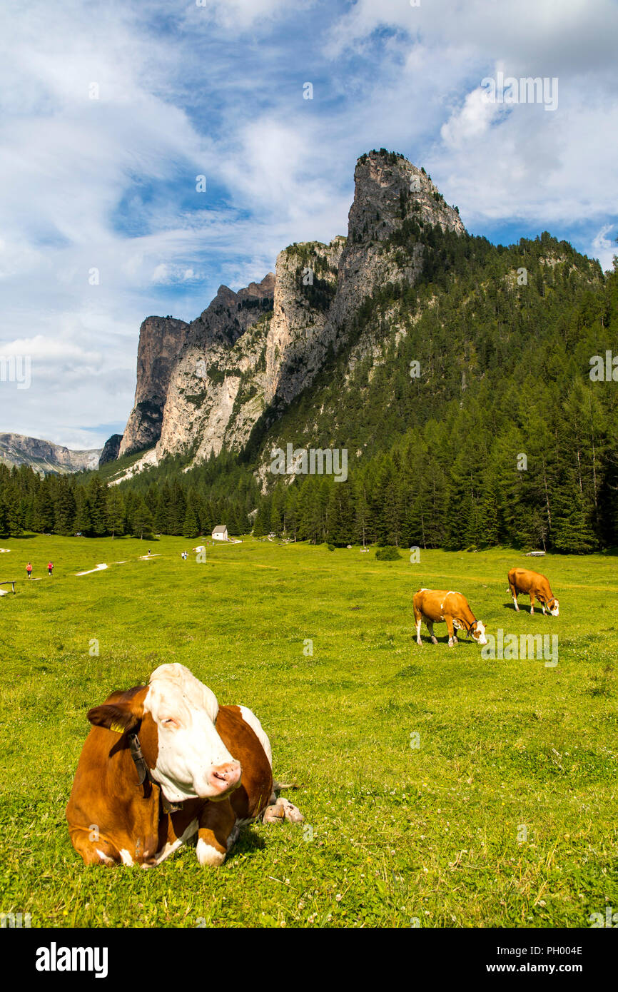 Mountain hiker in the Puez-Geisler Nature Park, Dolomites, South Tyrol ...