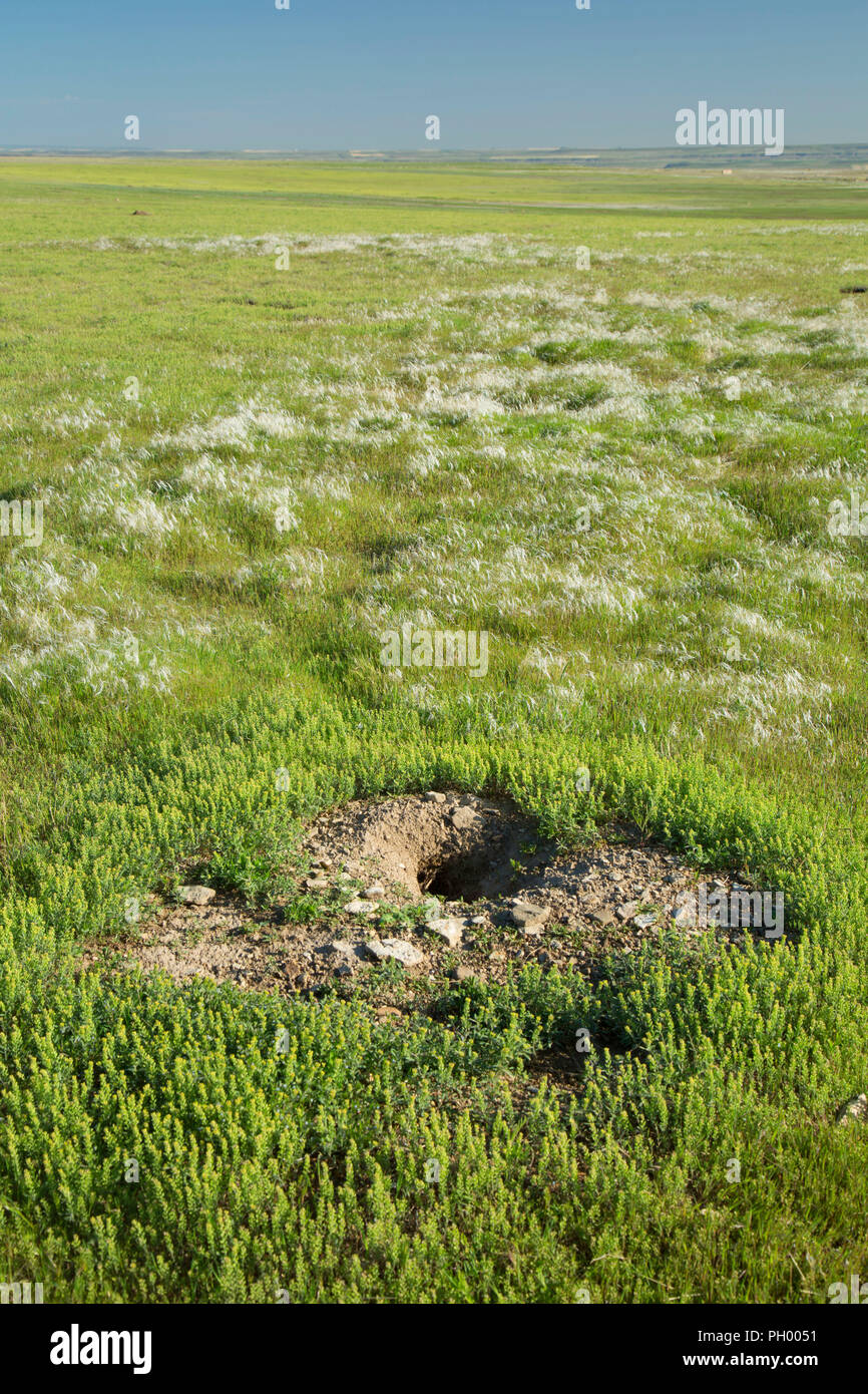 Prairie dog burrow, First Peoples Buffalo Jump State Park, Montana ...