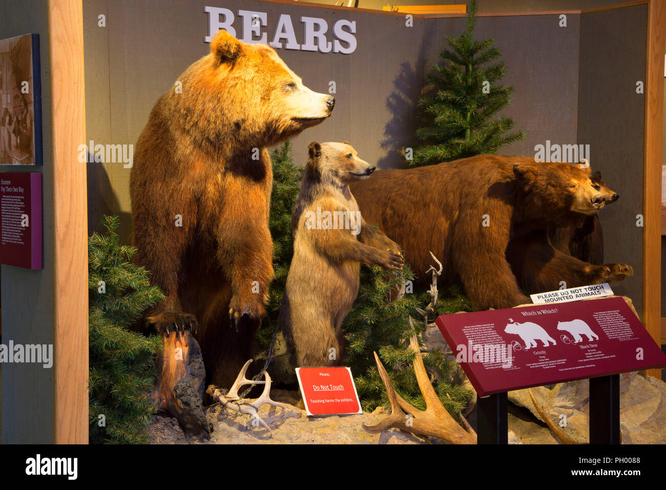 Bear display, Fish and Wildlife visitor center, Giant Springs State ...
