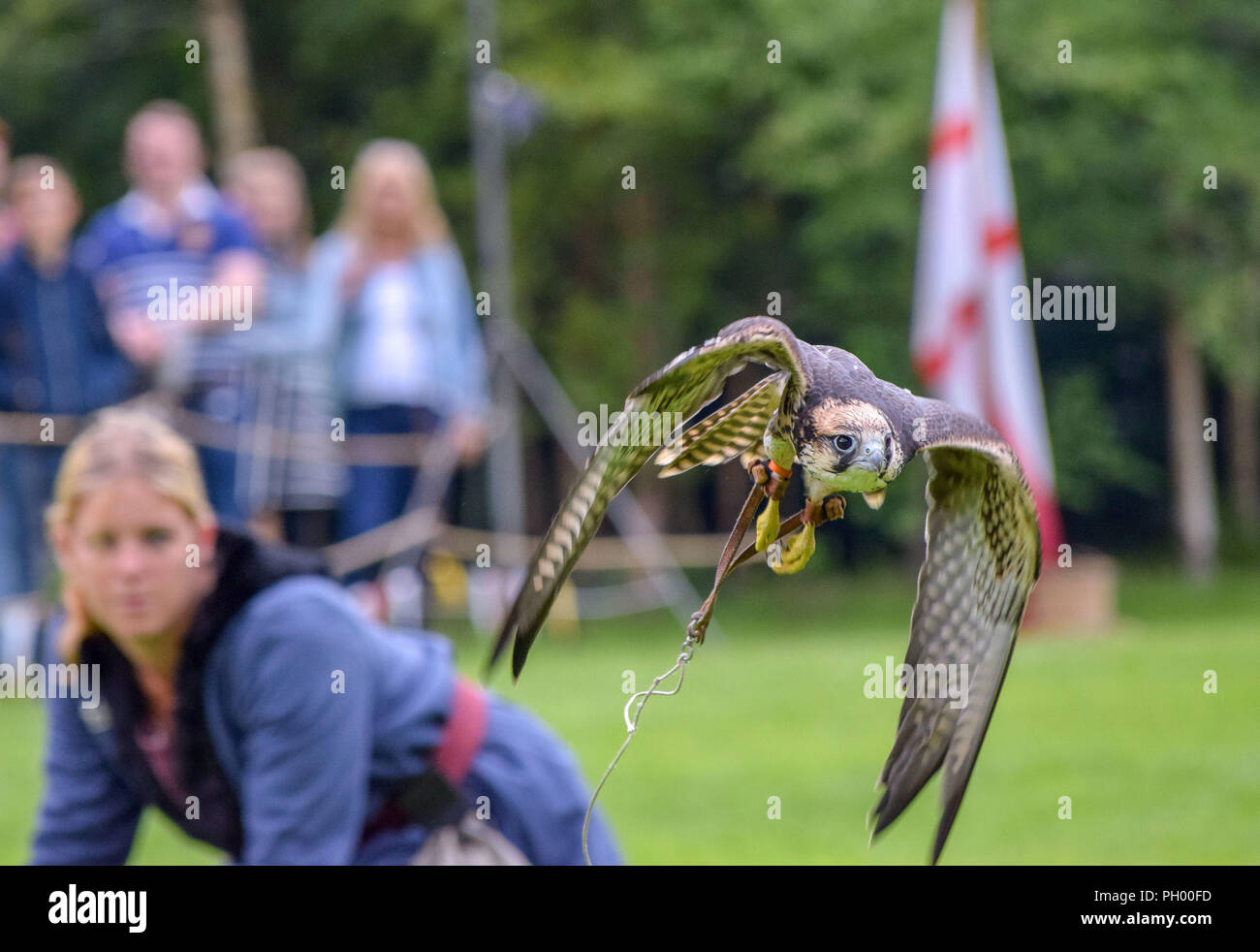 Lanner Falcon training Stock Photo - Alamy
