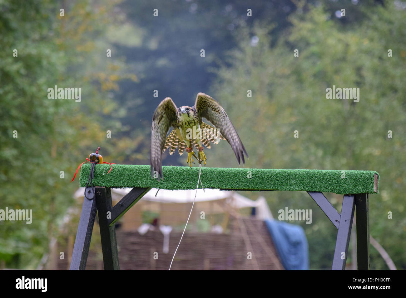Lanner Falcon training Stock Photo - Alamy