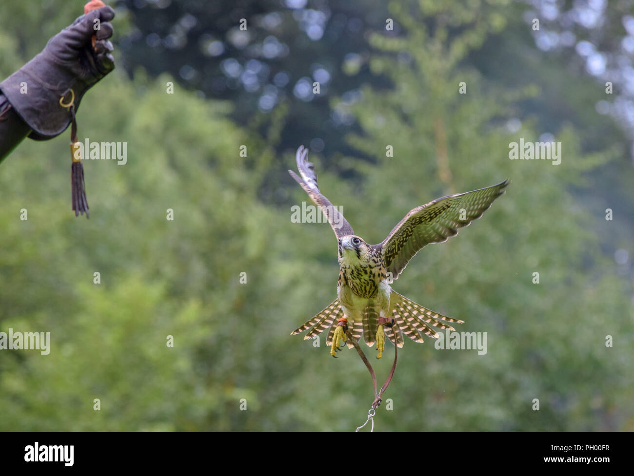 Lanner Falcon training Stock Photo - Alamy