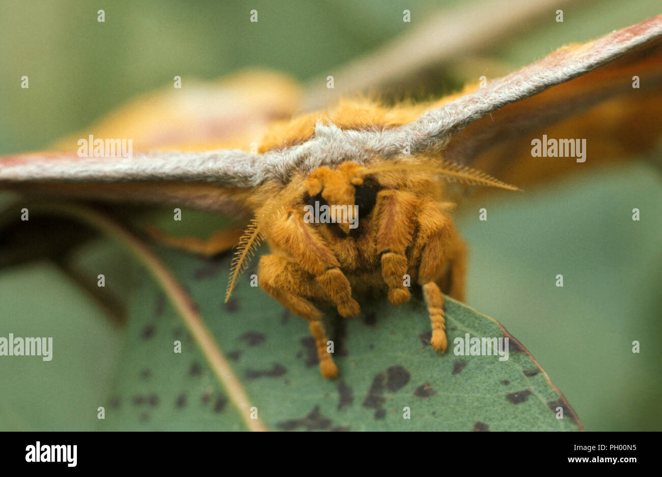 EMPEROR GUM MOTH (Opodiphthera eucalypti Stock Photo - Alamy