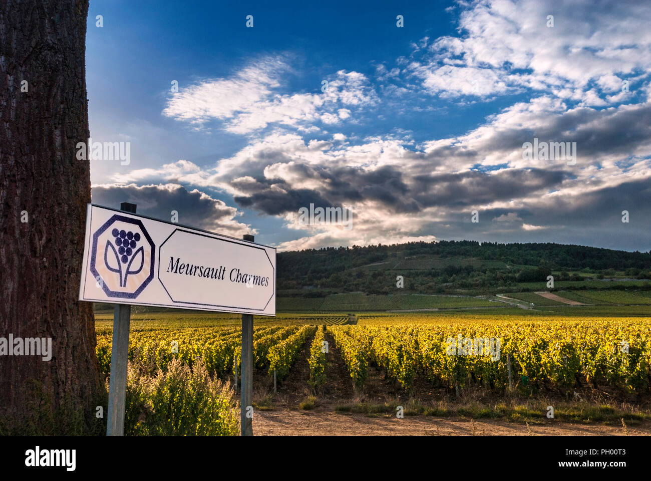 Meursaults hi-res stock photography and images - Alamy