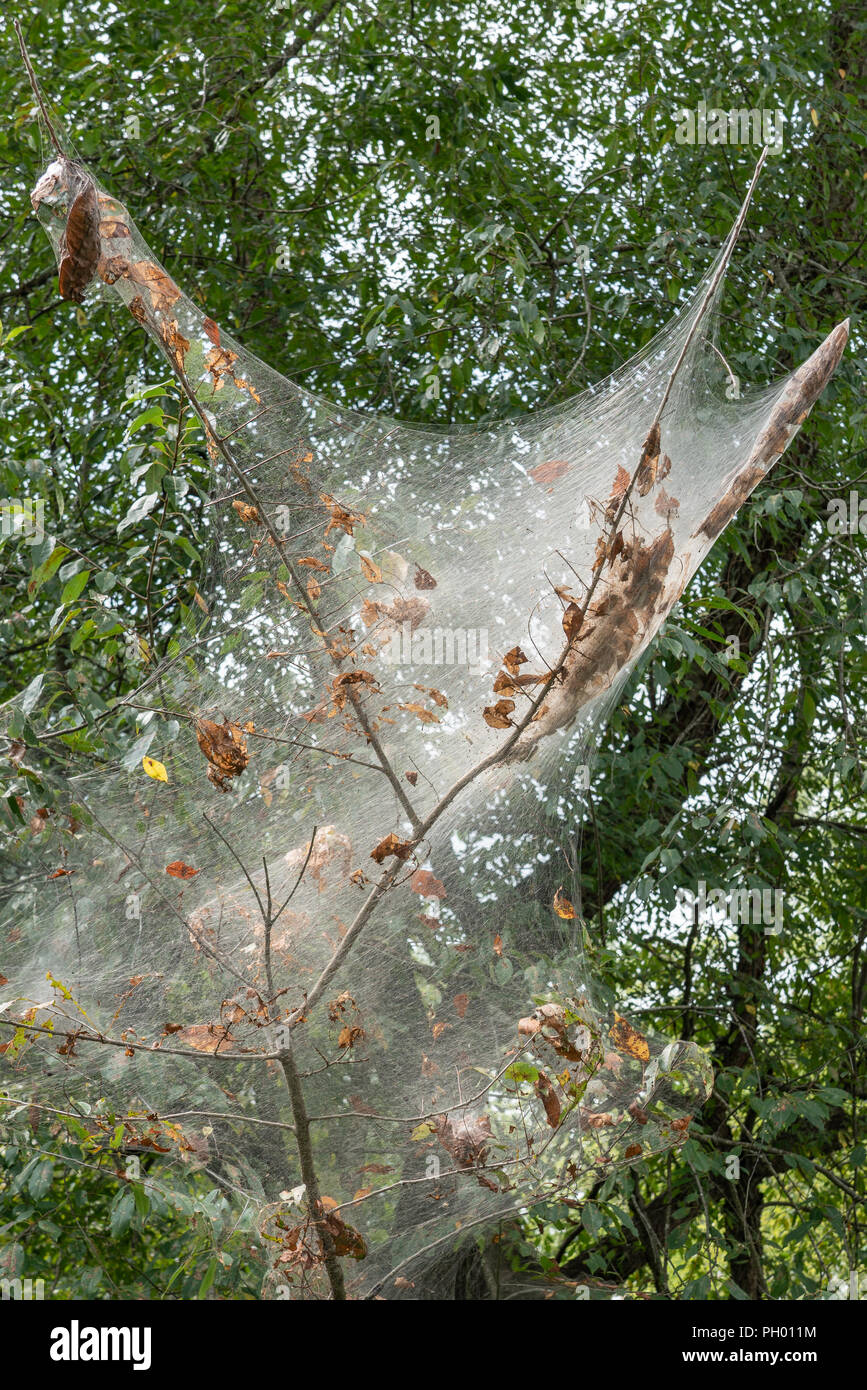 tent caterpillar tree damage Stock Photo - Alamy