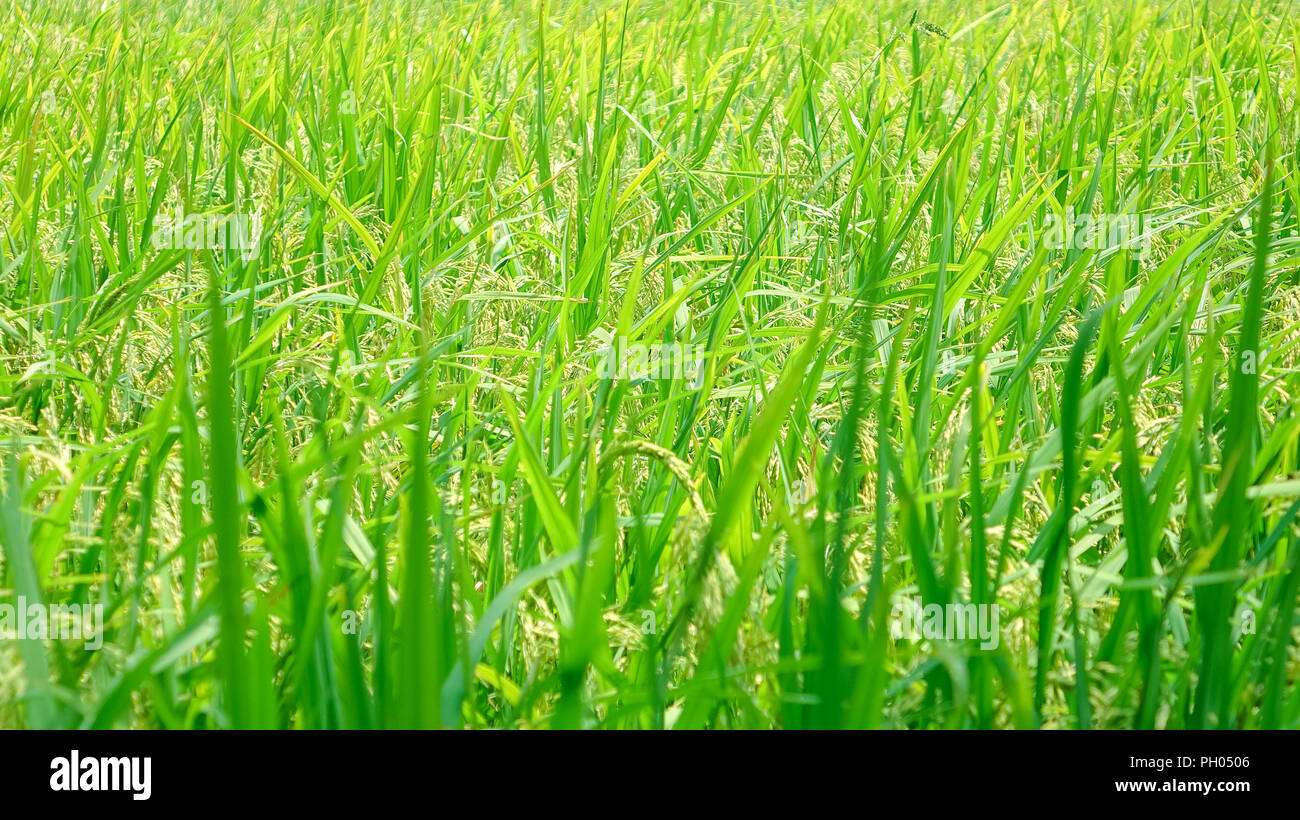 Kweilin hi-res stock photography and images - Alamy