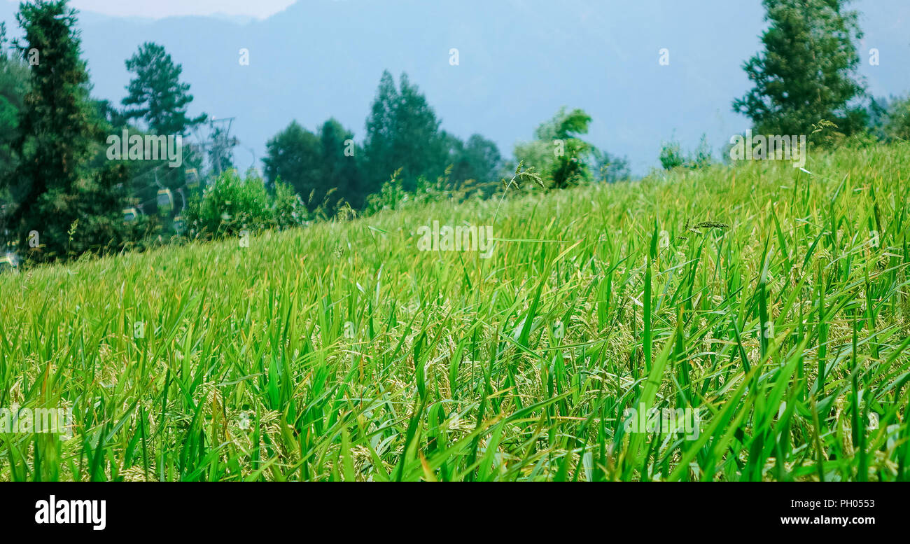 Situated on the west bank of the li river hi-res stock photography and ...