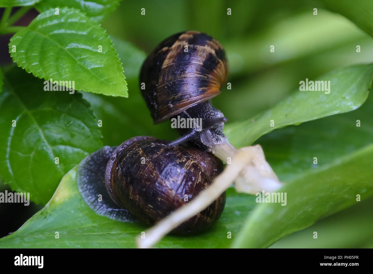 Two garden snails mating on hi-res stock photography and images - Alamy
