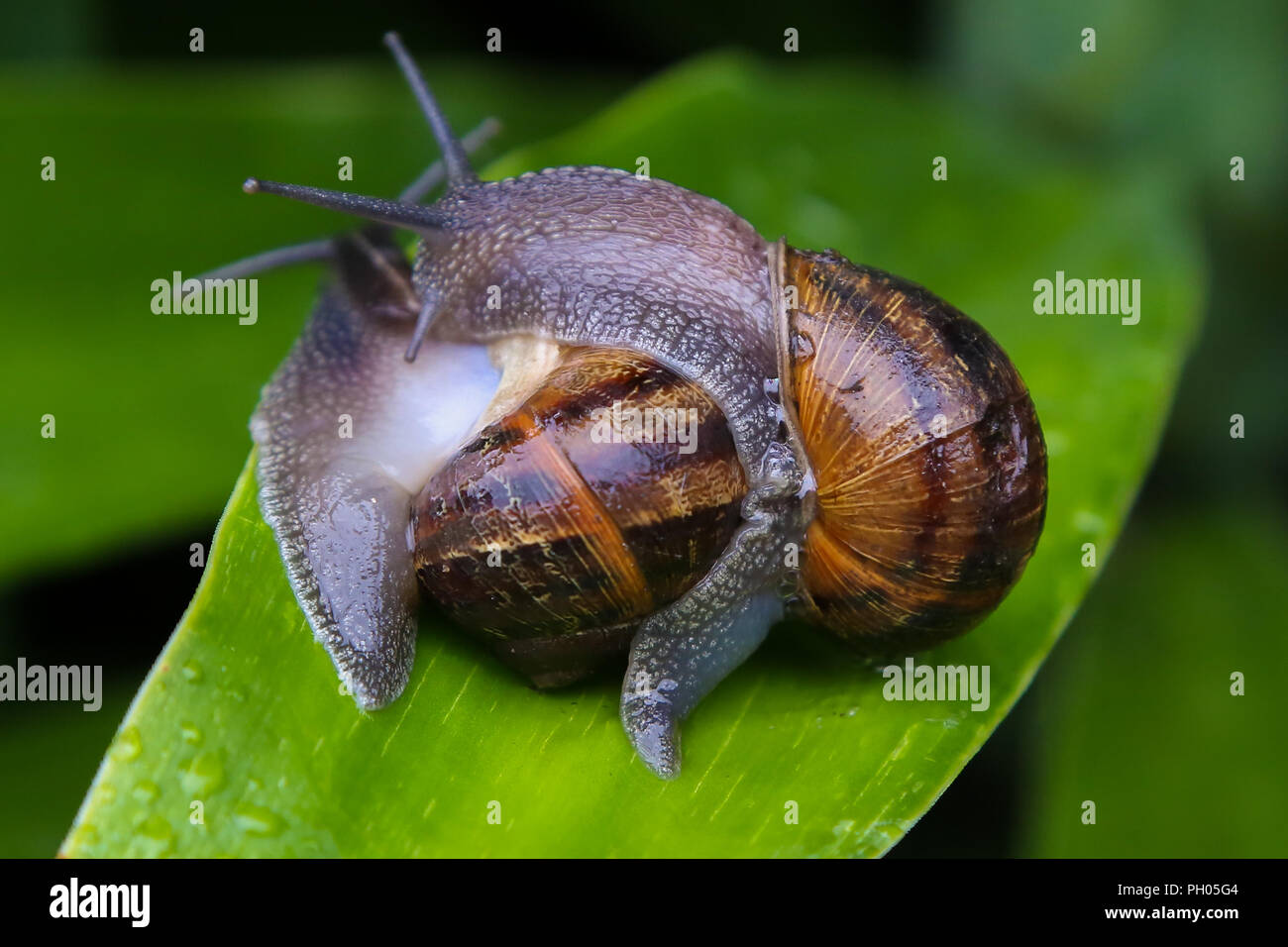 Common british snails hi-res stock photography and images - Alamy