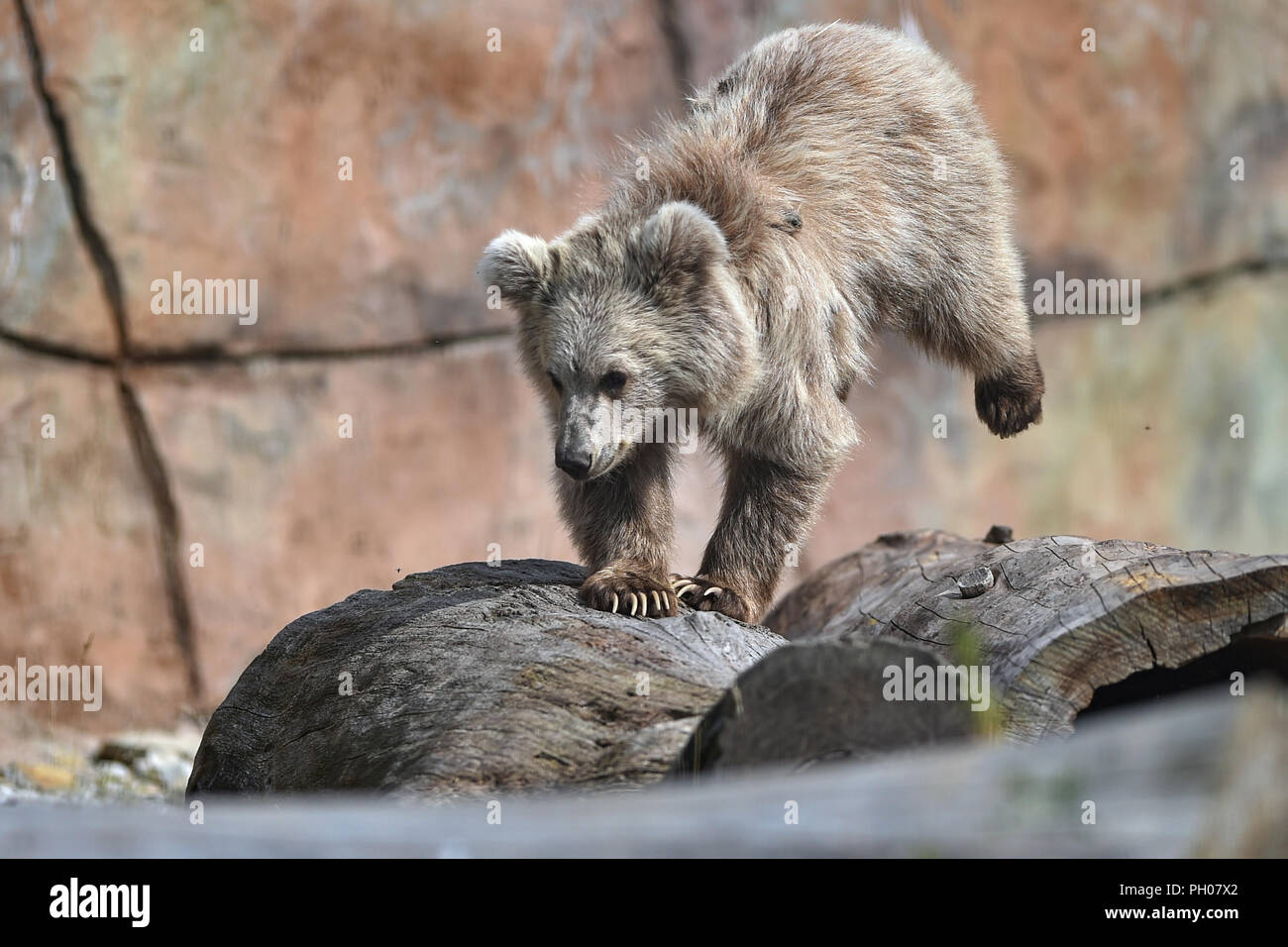 Himalayan brown bear hi-res stock photography and images - Alamy
