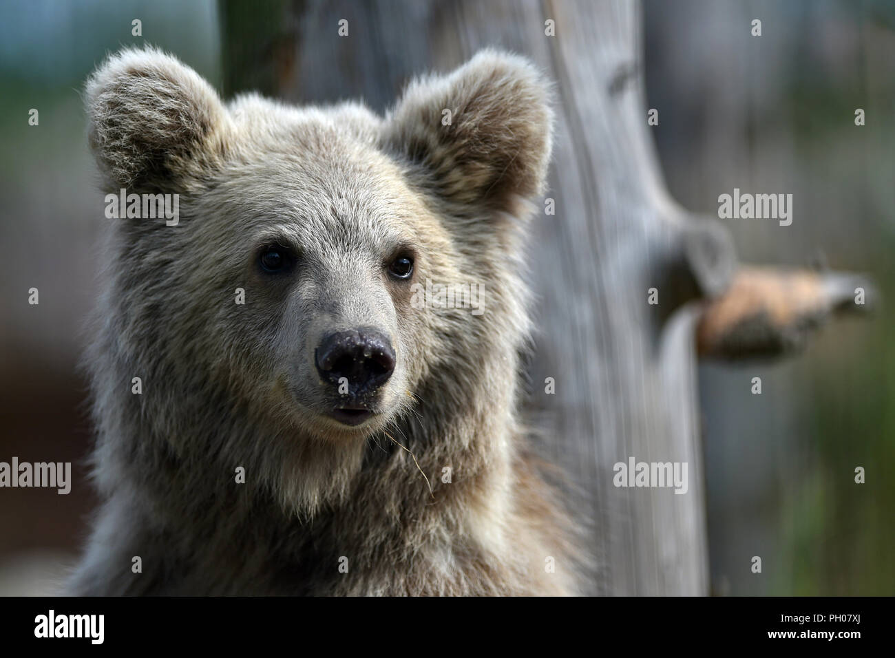 Himalayan brown bear hi-res stock photography and images - Alamy