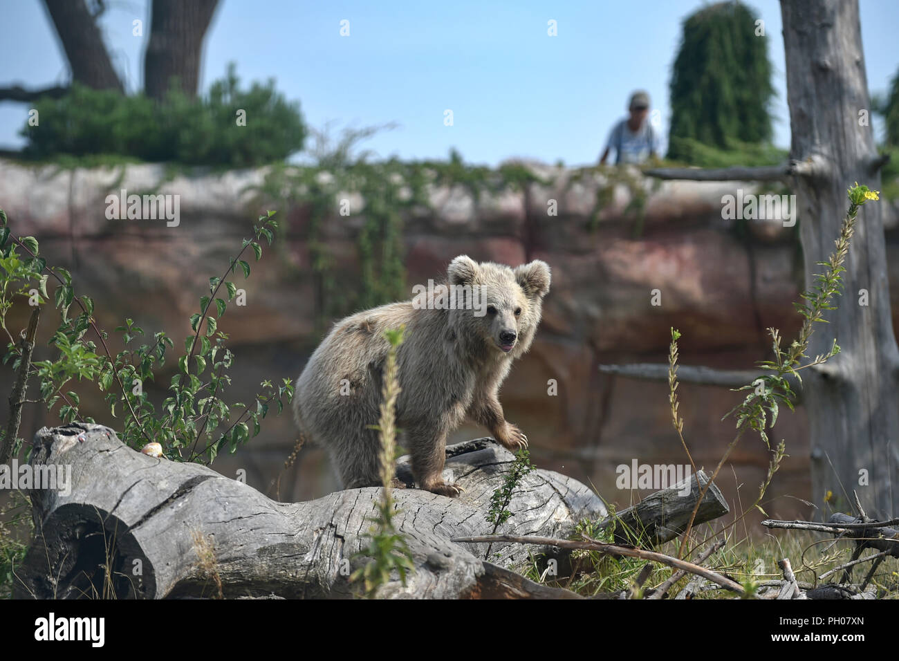 The Himalayan brown bear (Ursus arctos isabellinus) in South Bohemia ...
