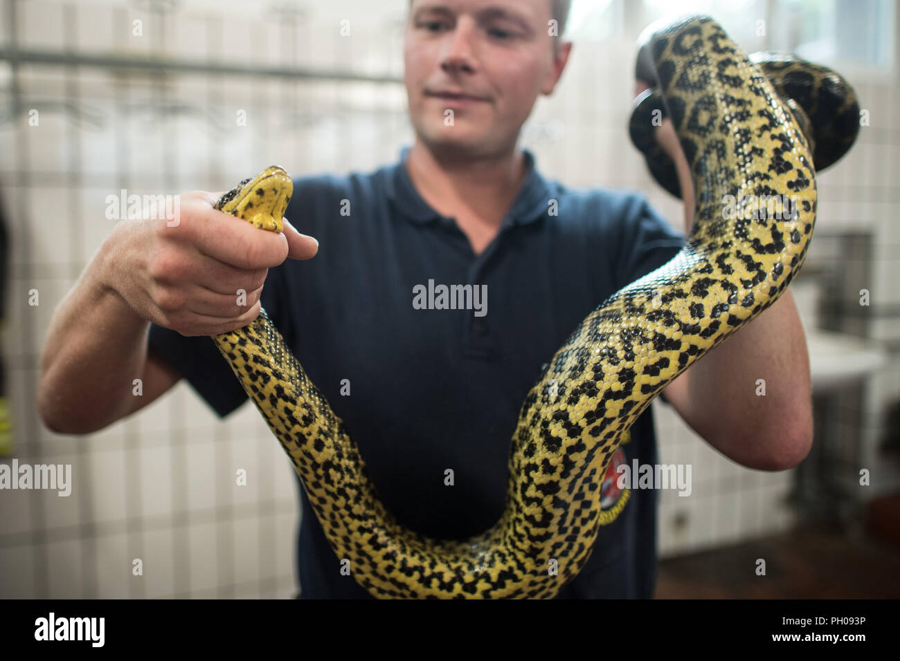 Duesseldorf, Germany. 29th Aug, 2018. 29.08.2018, North Rhine ...