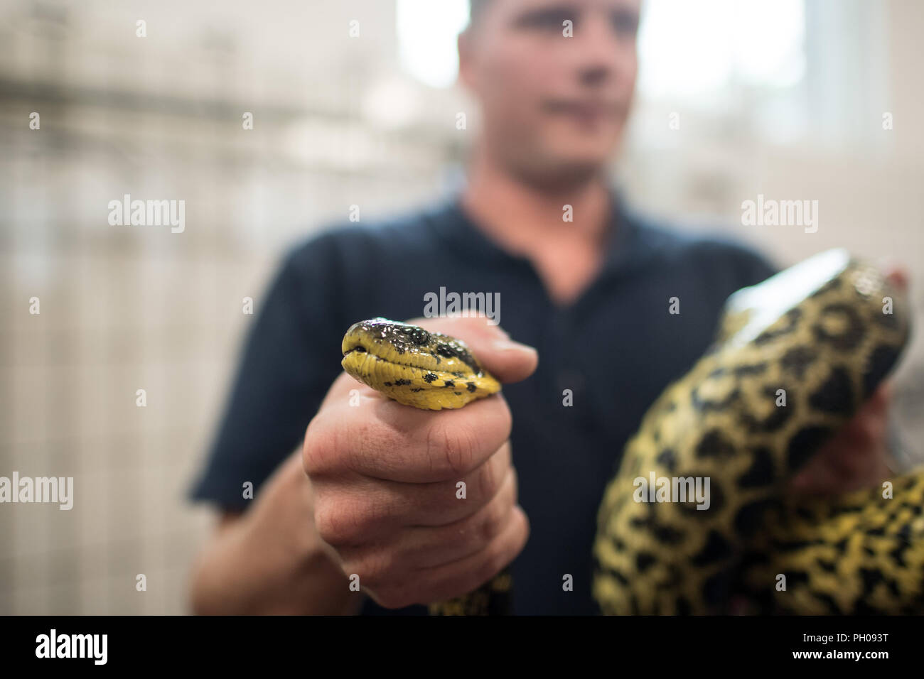 Duesseldorf, Germany. 29th Aug, 2018. 29.08.2018, North Rhine ...
