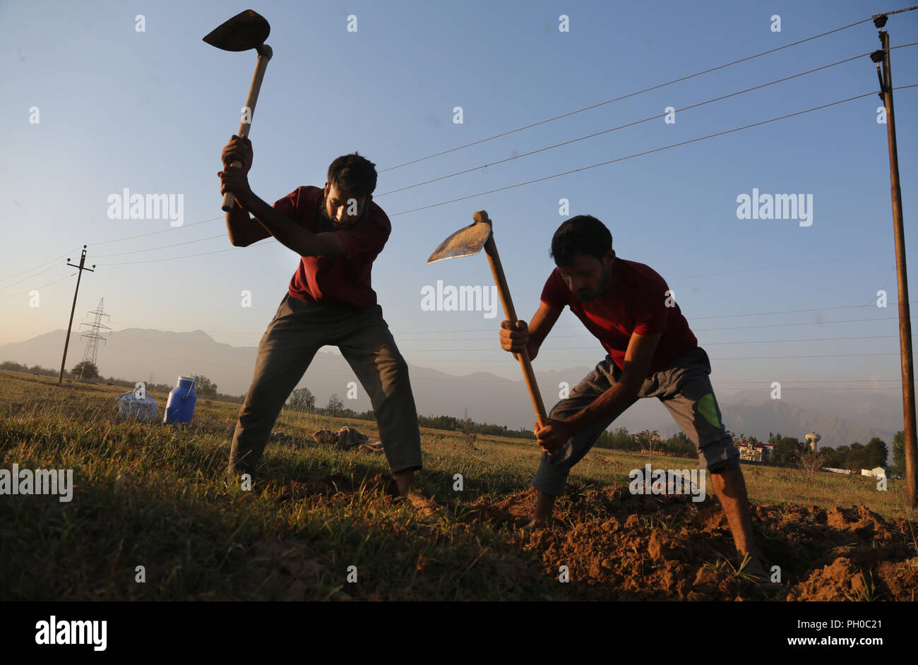 Kashmir Saffron Field Stock Photos & Kashmir Saffron Field Stock Images ...