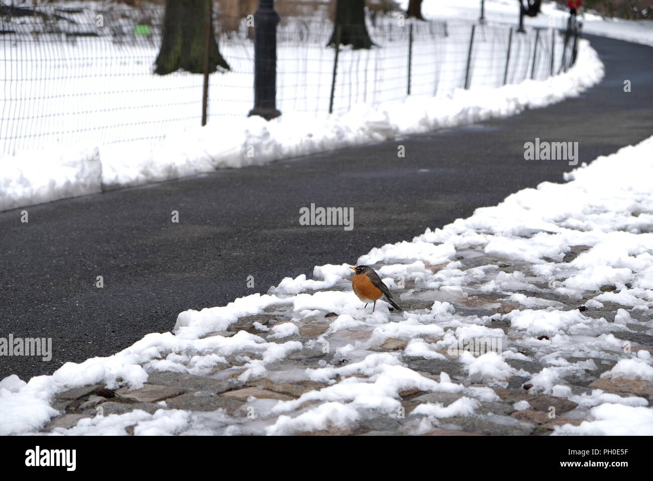An American Robin bird in the central park in NY in a winter morning ...