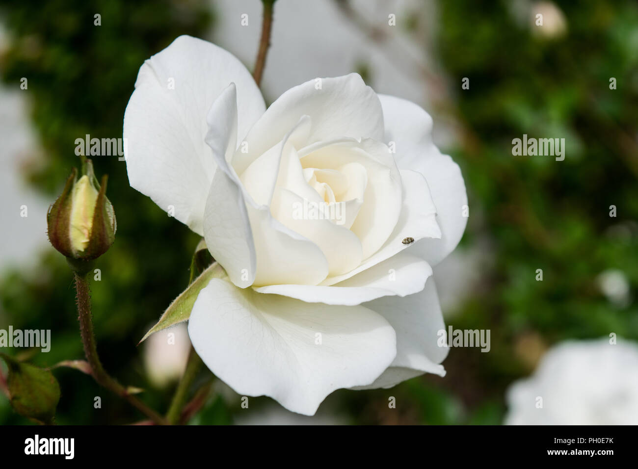 Florals captured in the state of California. Exotic roses and different ...