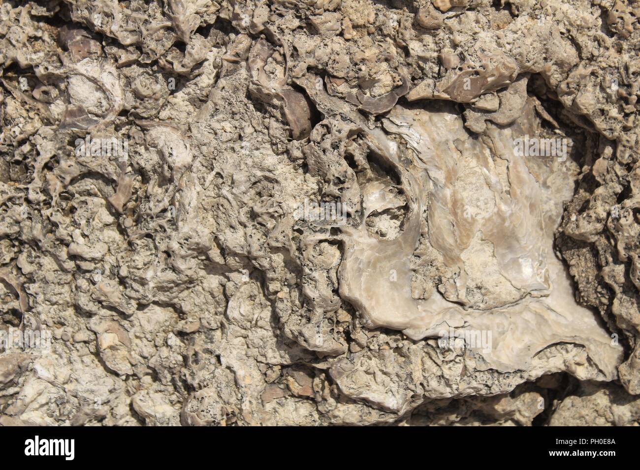 Brown rock texture with marine fossils Stock Photo - Alamy