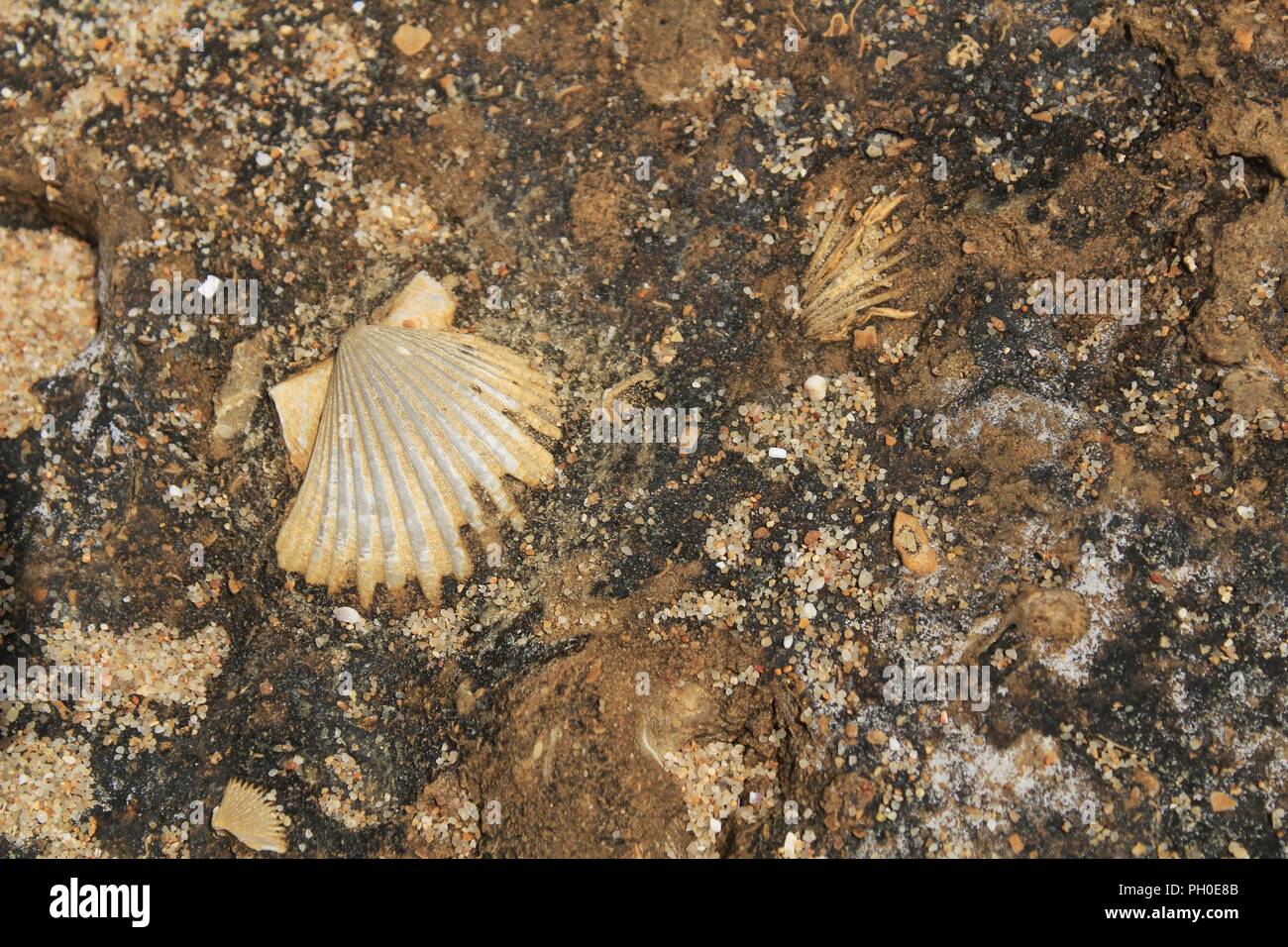 Oyster shell fossils hi-res stock photography and images - Alamy