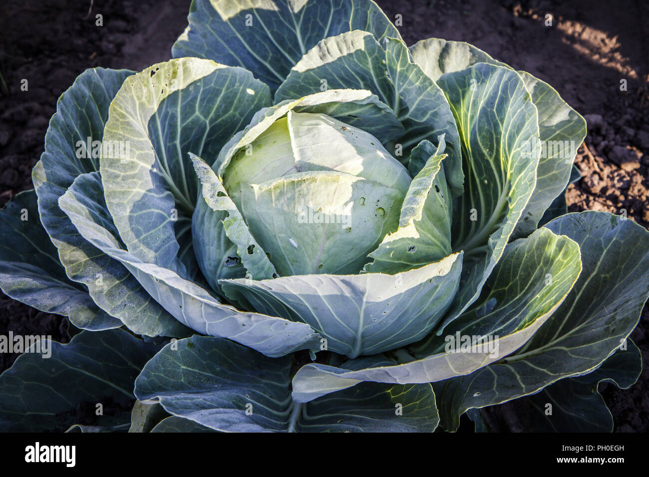 Green cabbage head on the garden bed. Top view. Ingredients for ...