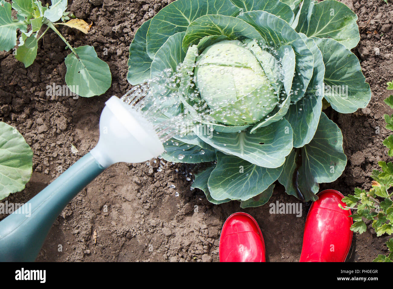 Farmer is watering green cabbage head on the garden bed using plastic ...