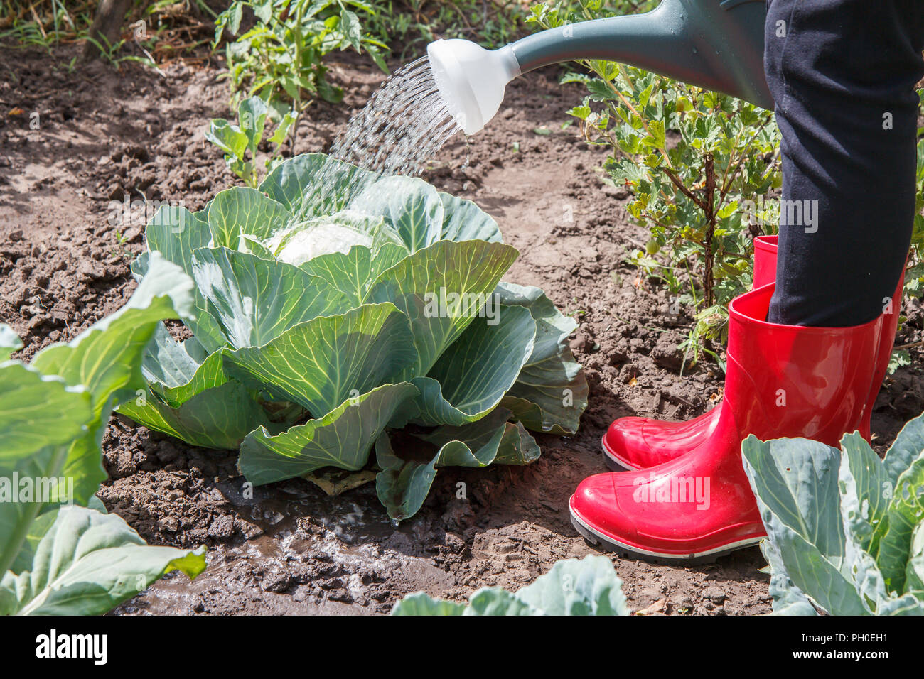 Farmer is watering green cabbage head on the garden bed using plastic ...