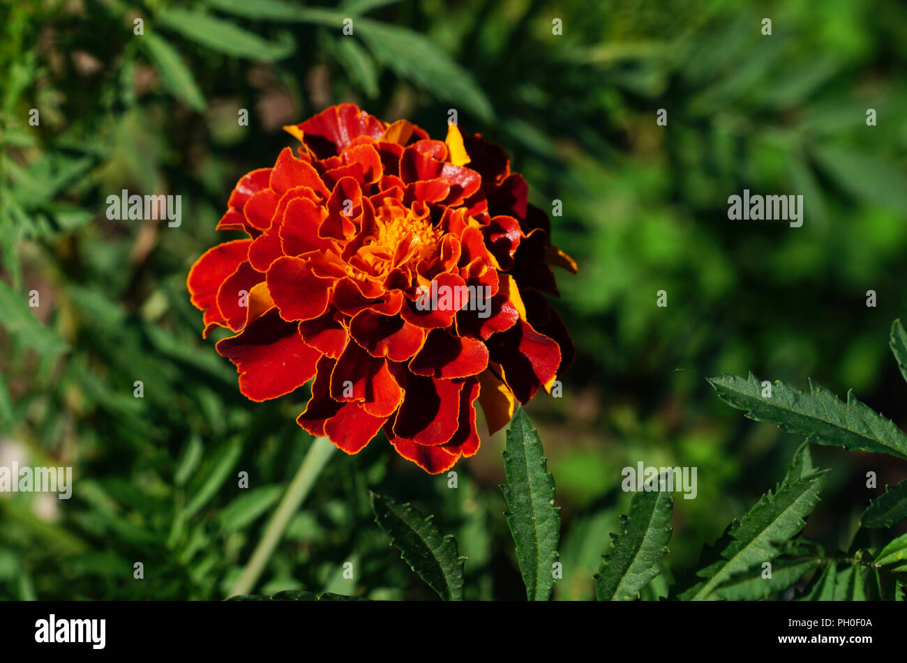 Fire red marigold with touch of yellow Stock Photo - Alamy