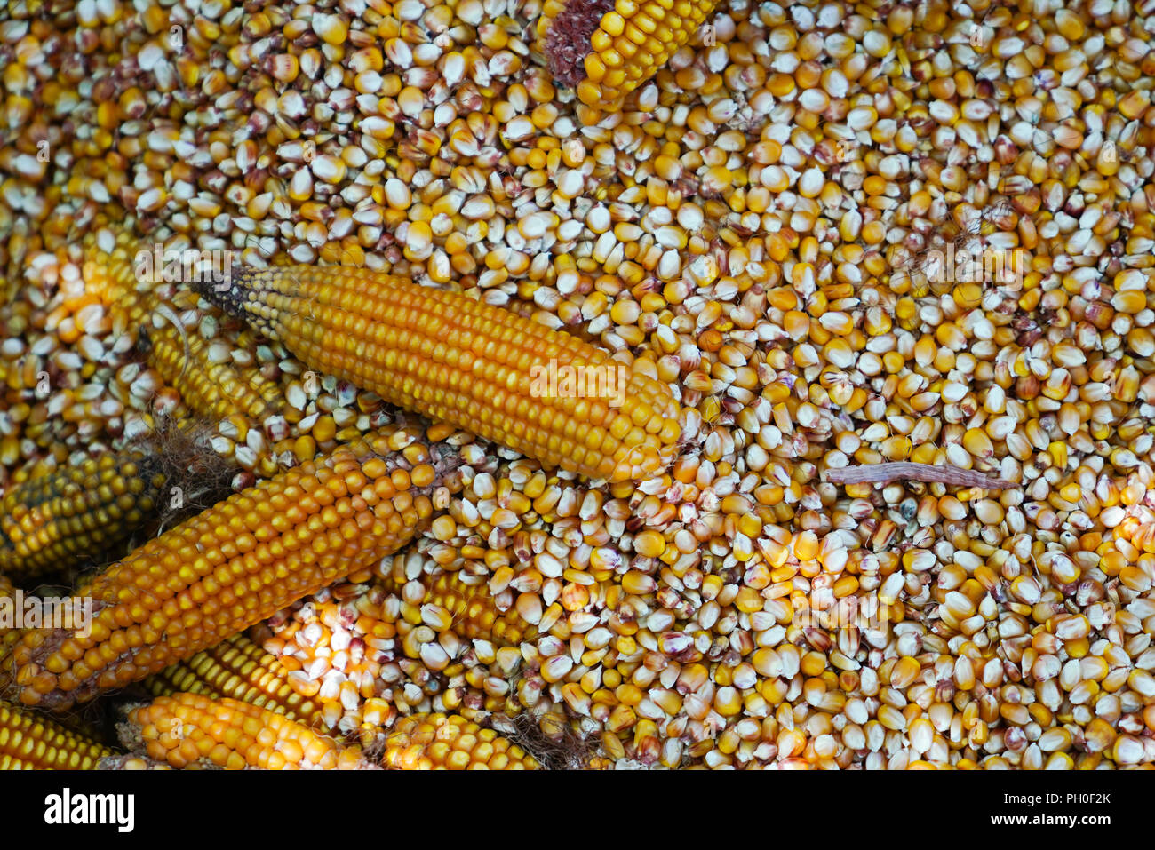 Dry corn cobs on a background of grains Stock Photo - Alamy