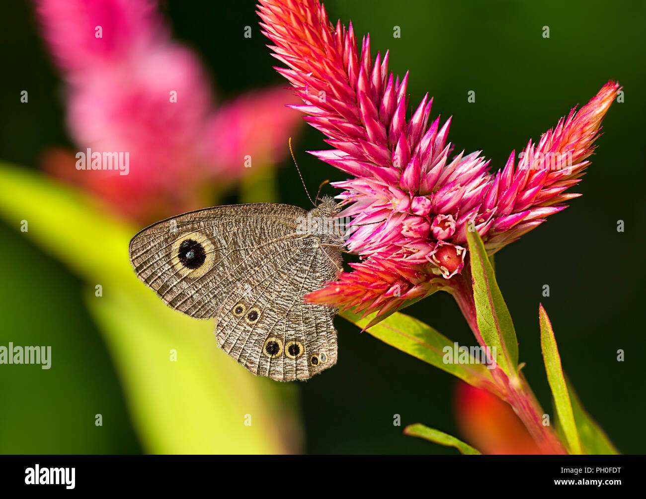 Common five ring butterfly hi-res stock photography and images - Alamy