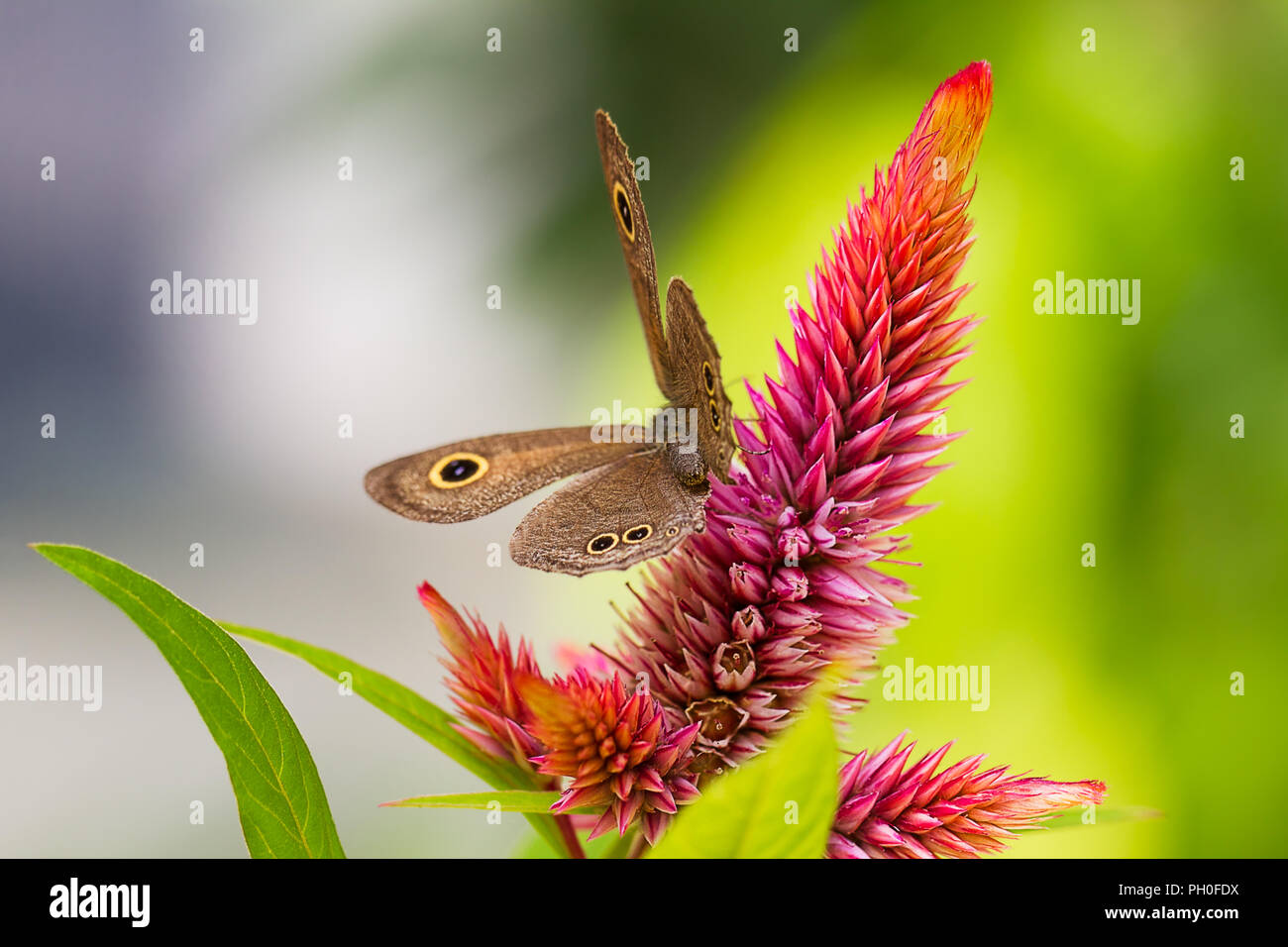 Satyrids hi-res stock photography and images - Alamy