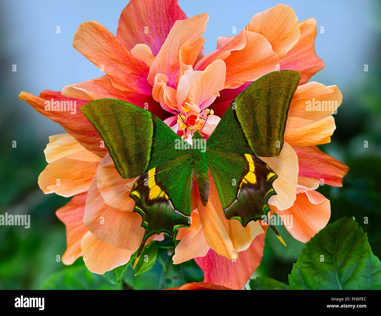 Himalayan butterfly hi-res stock photography and images - Alamy