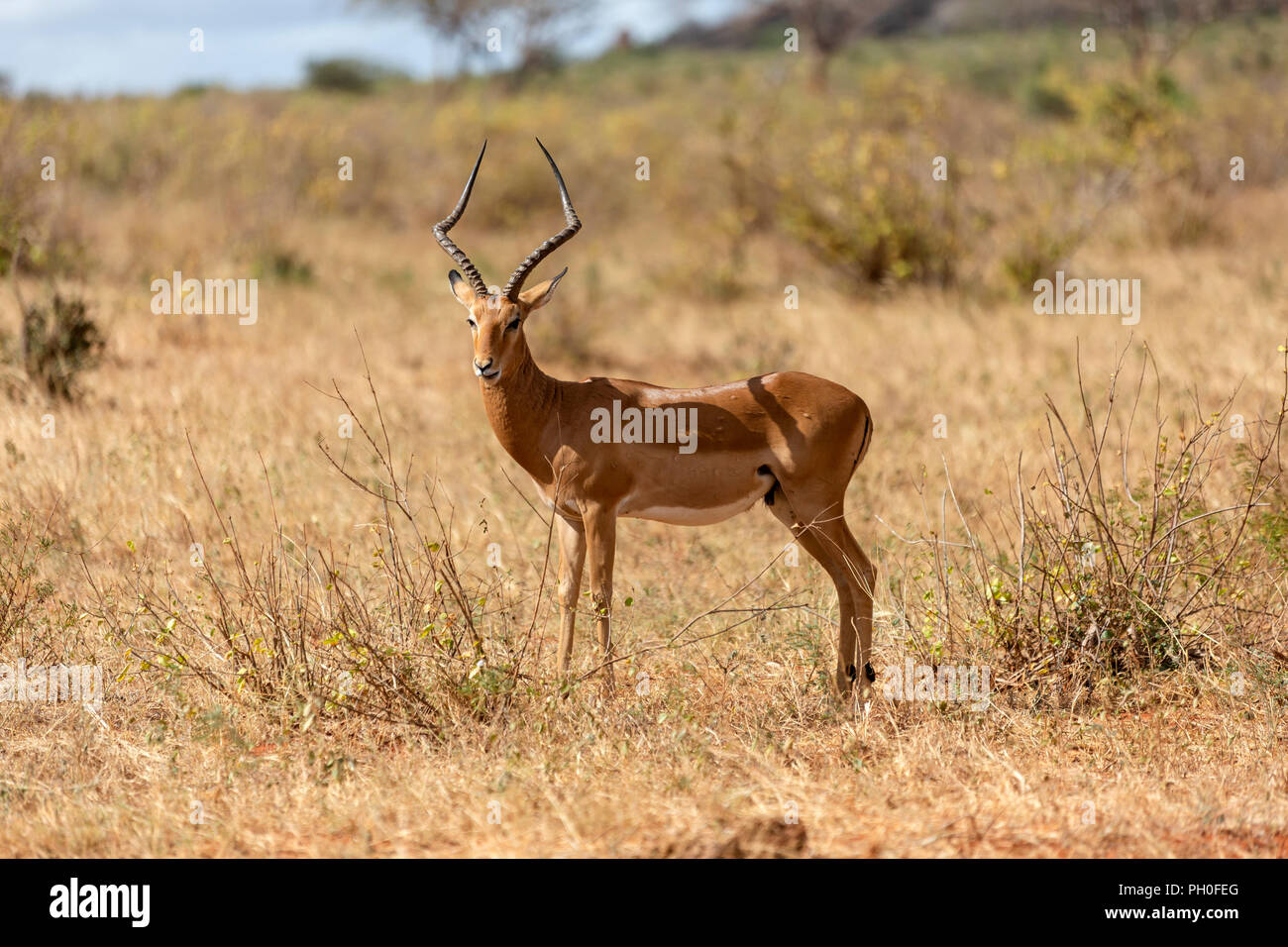 Impala Antlers High Resolution Stock Photography and Images - Alamy