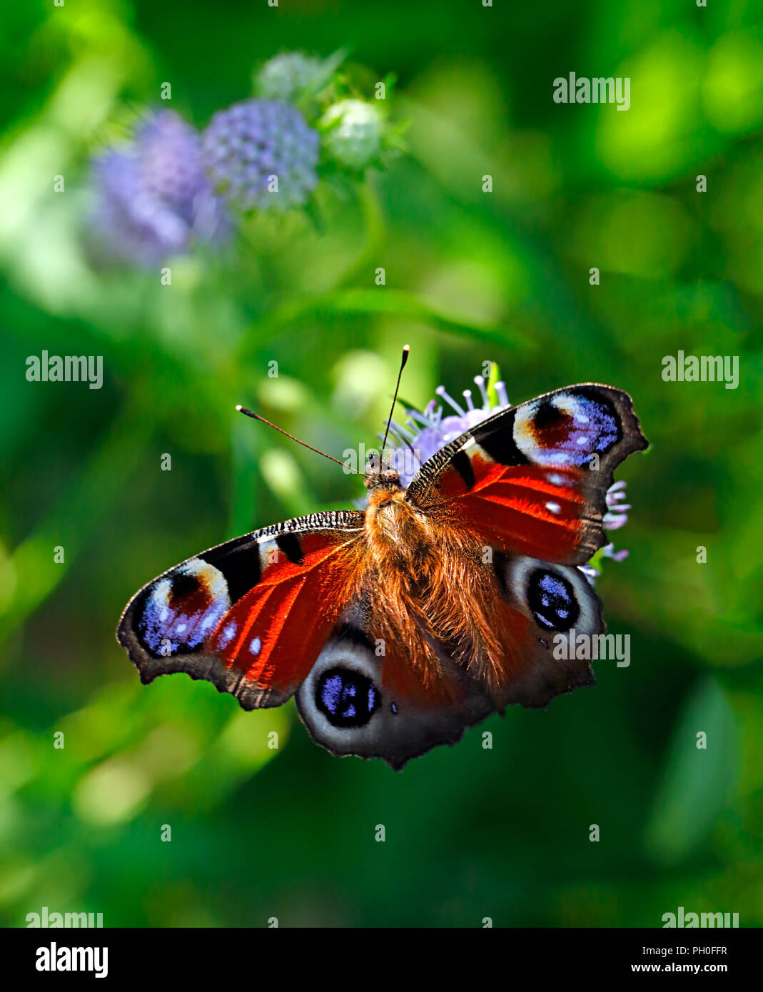 Nymphalidae family hi-res stock photography and images - Alamy