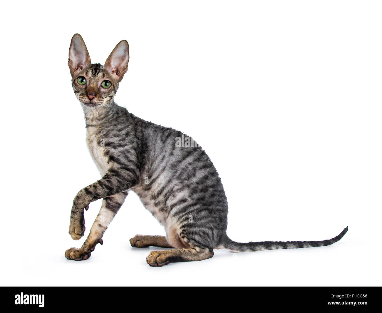 Black Cornish Rex