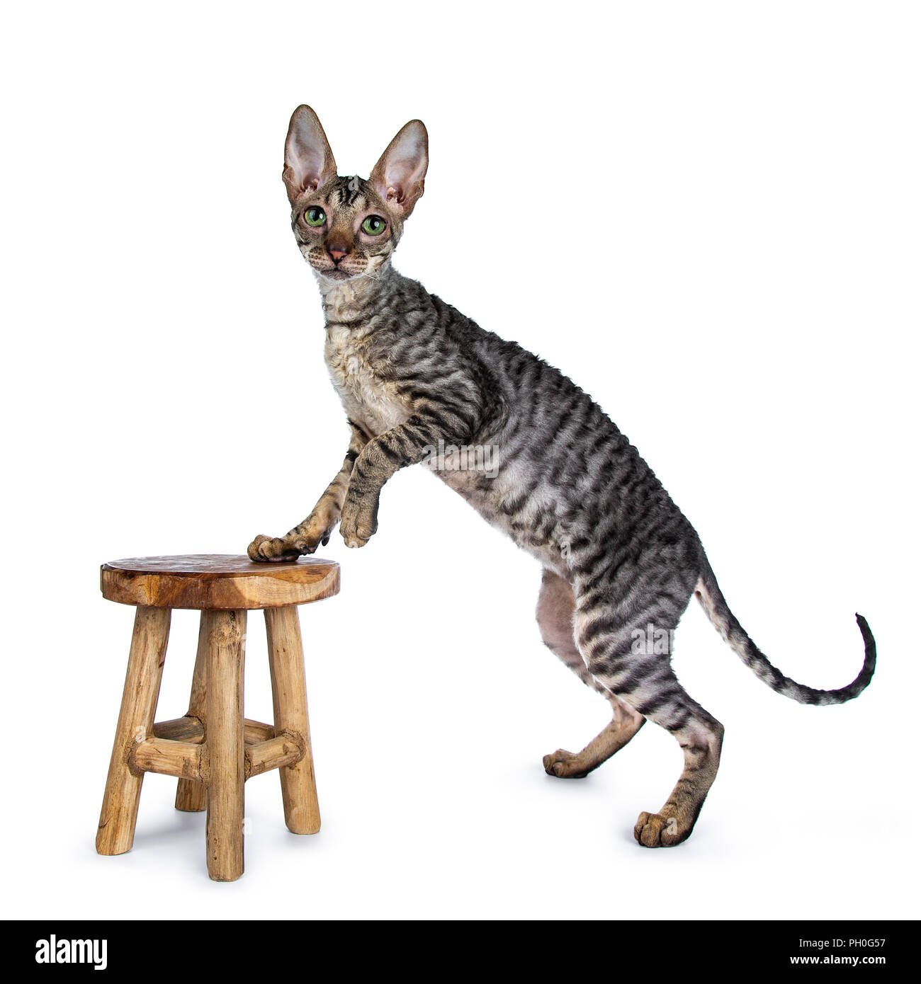 Black tabby Cornish Rex kitten standing with one paw on little wooden ...