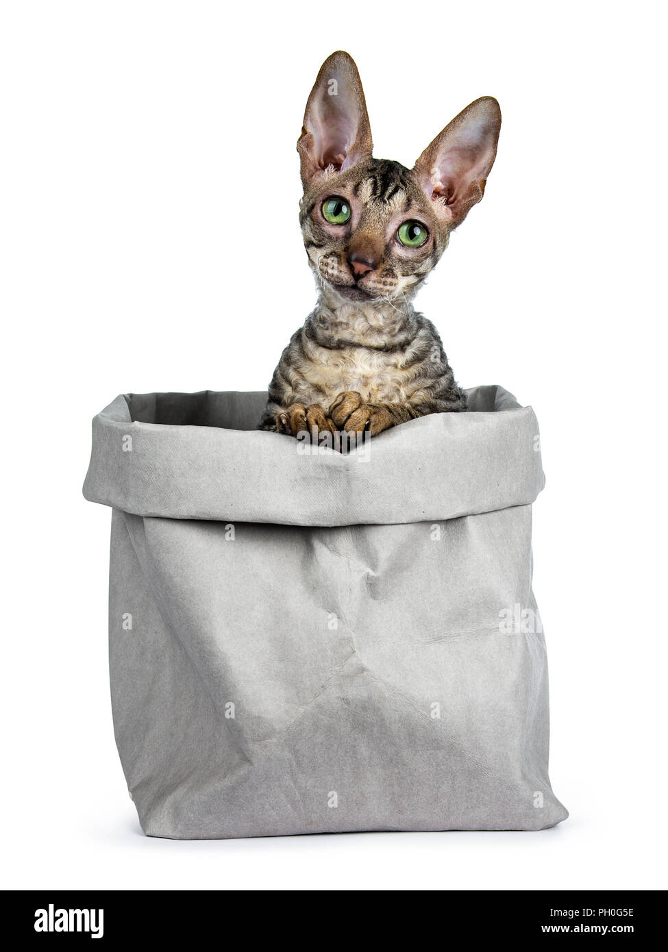 Black tabby Cornish Rex kitten sitting in grey paper bag, looking ...
