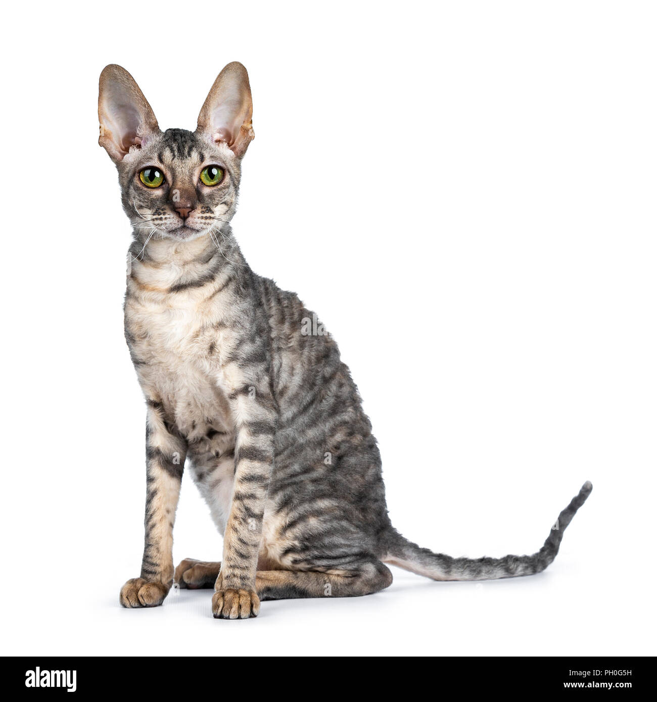 Blue tortie tabby Cornish Rex kitten sitting half side ways, looking at ...