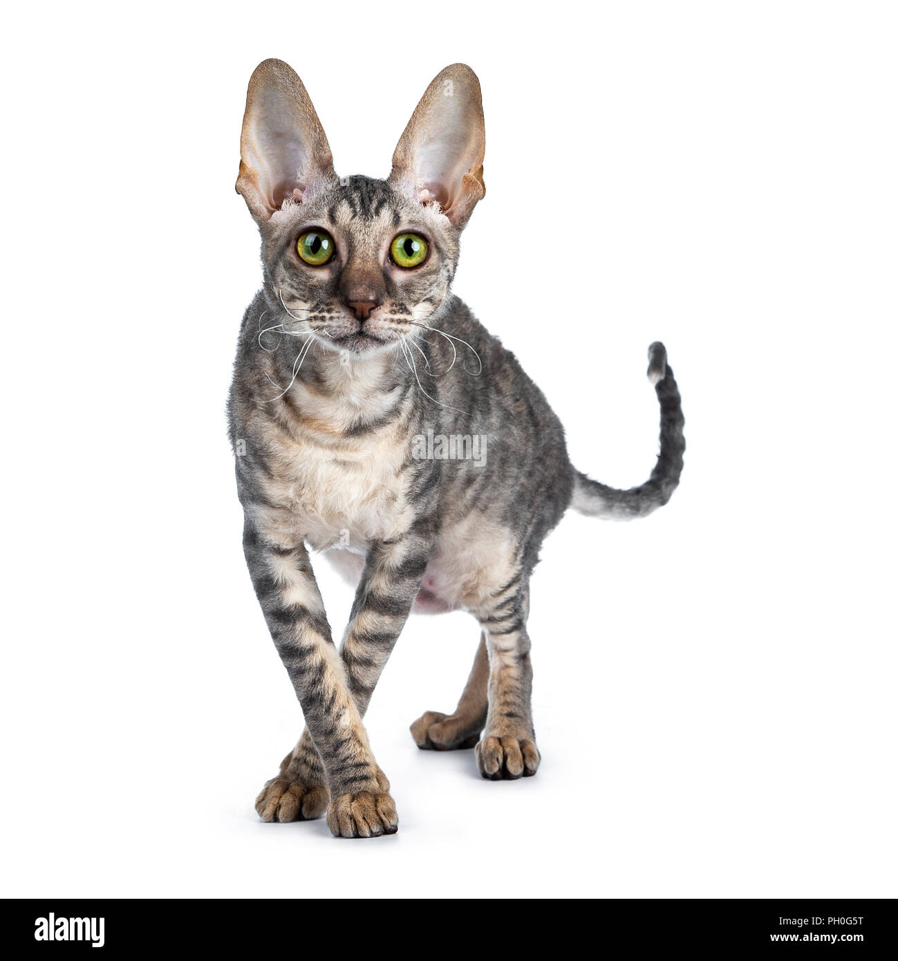Blue tortie tabby Cornish Rex kitten walking / standing front view wit ...